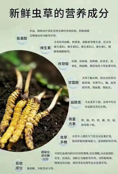 长期吃虫草会促进肿瘤增长吗_虫草与癌症风险真相-第3张图片-山城妙识 长期吃虫草会促进肿瘤增长吗_虫草与癌症风险真相-第3张图片-山城妙识