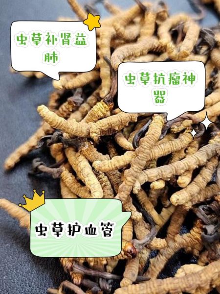 长期吃虫草会促进肿瘤增长吗_虫草与癌症风险真相-第2张图片-山城妙识 长期吃虫草会促进肿瘤增长吗_虫草与癌症风险真相-第2张图片-山城妙识