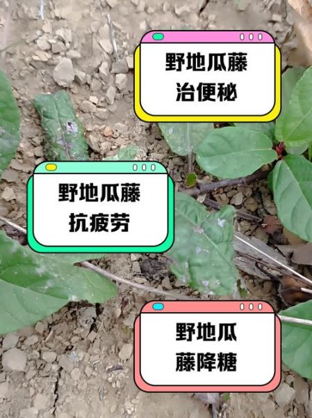 野地瓜藤的功效与作用_野地瓜藤能治什么病-第2张图片-山城妙识 野地瓜藤的功效与作用_野地瓜藤能治什么病-第2张图片-山城妙识