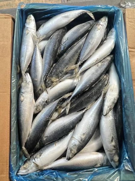 青占鱼怎么做好吃_青占鱼的营养价值-第2张图片-山城妙识 青占鱼怎么做好吃_青占鱼的营养价值-第2张图片-山城妙识