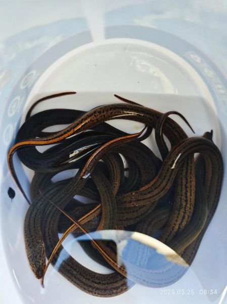 野生泥鳅图片_如何辨别野生泥鳅-第3张图片-山城妙识 野生泥鳅图片_如何辨别野生泥鳅-第3张图片-山城妙识