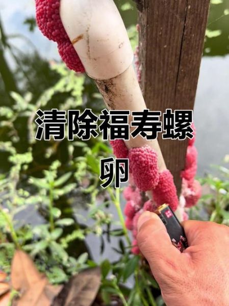 福寿螺的卵有什么害处_如何清除福寿螺卵-第1张图片-山城妙识 福寿螺的卵有什么害处_如何清除福寿螺卵-第1张图片-山城妙识