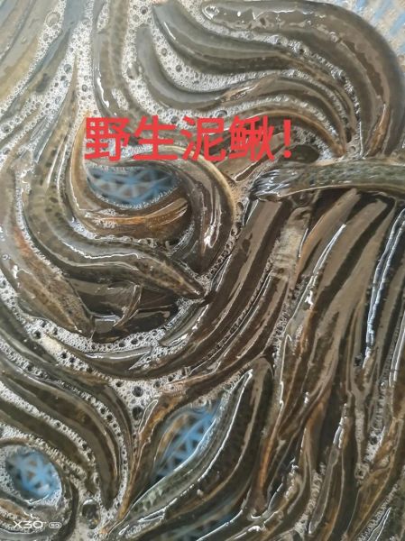 野生泥鳅图片_如何辨别野生泥鳅-第2张图片-山城妙识 野生泥鳅图片_如何辨别野生泥鳅-第2张图片-山城妙识