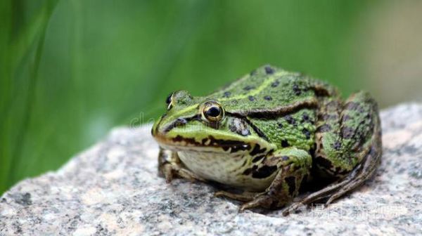 金线蛙有毒吗_金线蛙能当宠物养吗-第1张图片-山城妙识 金线蛙有毒吗_金线蛙能当宠物养吗-第1张图片-山城妙识