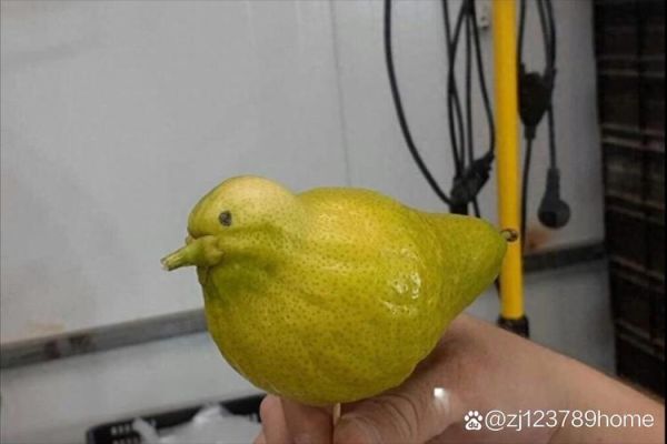 雪梨图片长什么样_如何辨别真假雪梨-第3张图片-山城妙识 雪梨图片长什么样_如何辨别真假雪梨-第3张图片-山城妙识