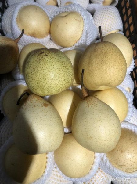 雪梨图片长什么样_如何辨别真假雪梨-第1张图片-山城妙识 雪梨图片长什么样_如何辨别真假雪梨-第1张图片-山城妙识