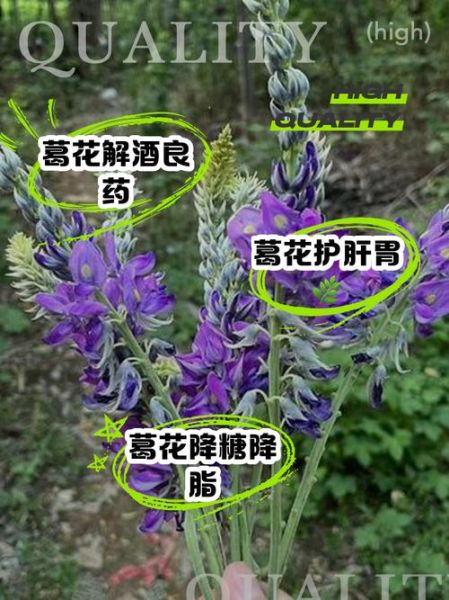 葛藤花有什么功效_葛藤花怎么吃效果最好-第3张图片-山城妙识