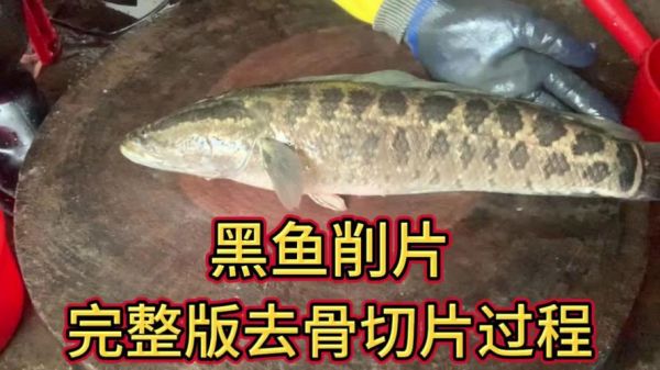 黑鱼片怎么切_黑鱼片简单方法-第2张图片-山城妙识 黑鱼片怎么切_黑鱼片简单方法-第2张图片-山城妙识