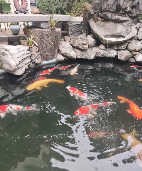 锦鲤鱼怎么养_锦鲤鱼多久换一次水-第2张图片-山城妙识