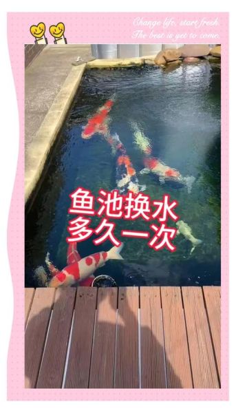 锦鲤鱼怎么养_锦鲤鱼多久换一次水-第1张图片-山城妙识