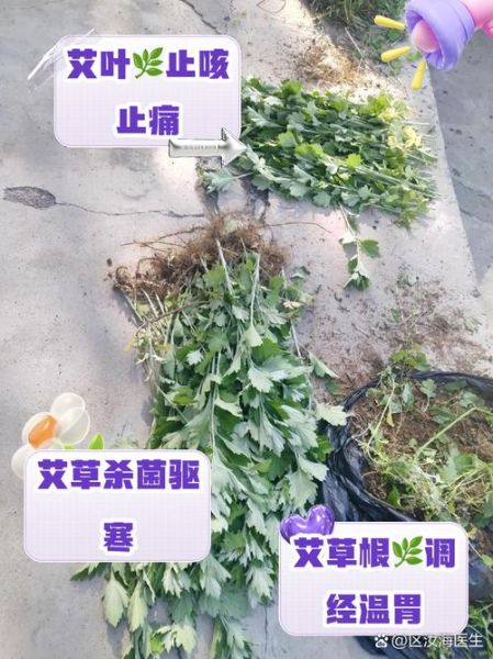 艾草根泡脚有什么好处_艾草根的功效与作用-第1张图片-山城妙识