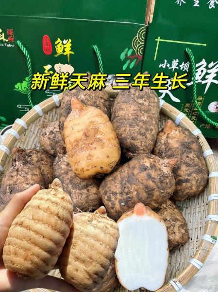 新鲜天麻多少钱一斤_新鲜天麻价格行情-第3张图片-山城妙识 新鲜天麻多少钱一斤_新鲜天麻价格行情-第3张图片-山城妙识