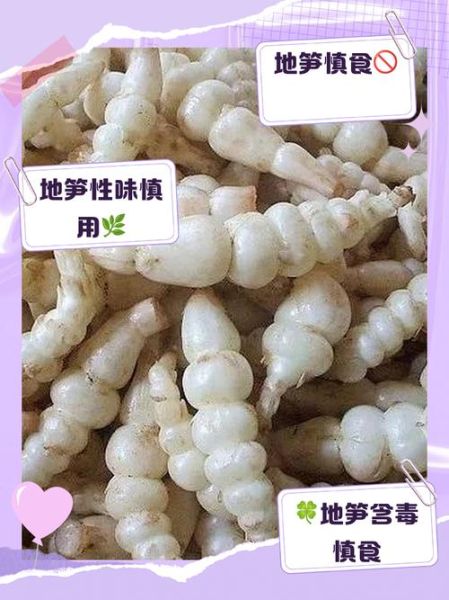 地笋怎么吃_地笋的做法大全-第1张图片-山城妙识 地笋怎么吃_地笋的做法大全-第1张图片-山城妙识