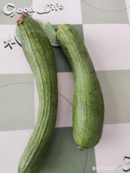丝瓜品种图片大全_哪种丝瓜最好吃-第3张图片-山城妙识 丝瓜品种图片大全_哪种丝瓜最好吃-第3张图片-山城妙识