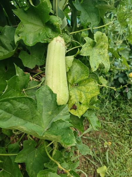 丝瓜品种图片大全_哪种丝瓜最好吃-第2张图片-山城妙识 丝瓜品种图片大全_哪种丝瓜最好吃-第2张图片-山城妙识