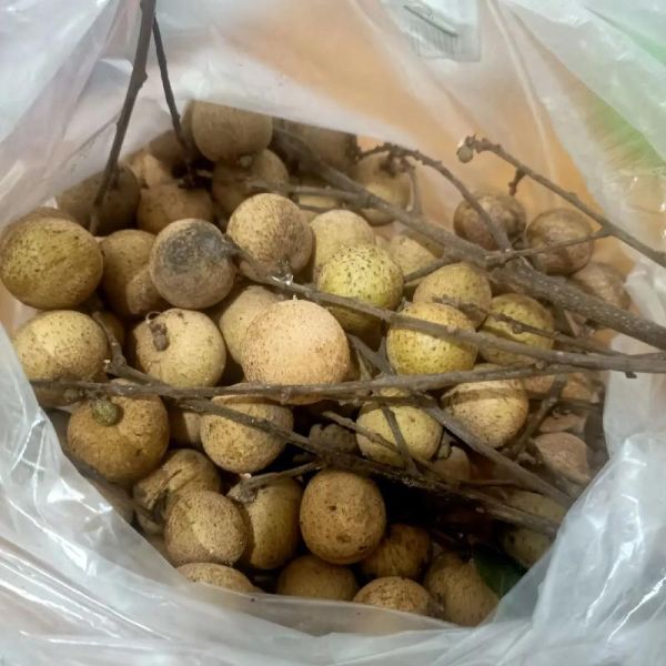 龙眼吃多了会怎么样_会上火吗-第2张图片-山城妙识 龙眼吃多了会怎么样_会上火吗-第2张图片-山城妙识