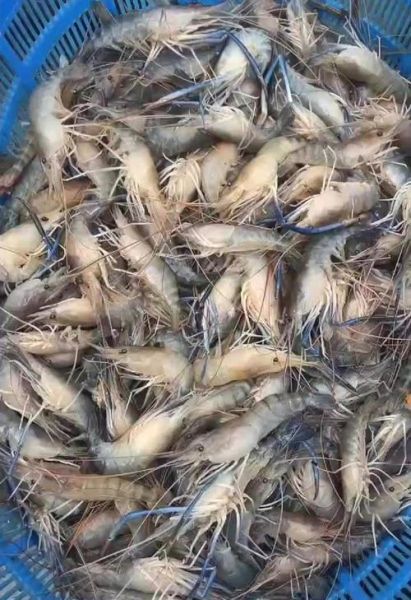 罗氏沼虾多少钱一斤_罗氏沼虾价格受哪些因素影响-第1张图片-山城妙识