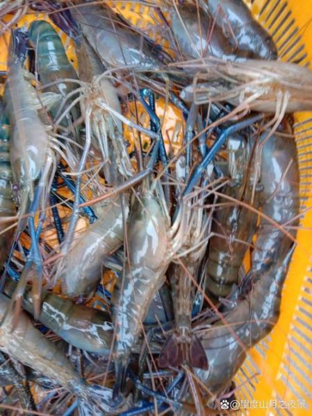 罗氏沼虾多少钱一斤_罗氏沼虾价格受哪些因素影响-第2张图片-山城妙识