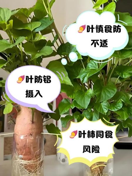 长期吃红薯叶的坏处_红薯叶吃多了有什么危害-第1张图片-山城妙识