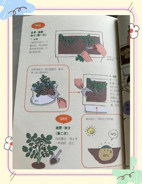 马铃薯对养分有什么要求_如何科学施肥-第1张图片-山城妙识 马铃薯对养分有什么要求_如何科学施肥-第1张图片-山城妙识