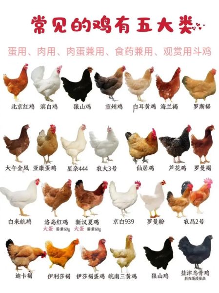 鸡的品种大全图片_如何挑选适合家养的鸡-第1张图片-山城妙识 鸡的品种大全图片_如何挑选适合家养的鸡-第1张图片-山城妙识