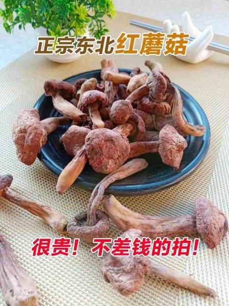 东北红蘑菇多少钱一斤_东北红蘑菇怎么做好吃-第1张图片-山城妙识 东北红蘑菇多少钱一斤_东北红蘑菇怎么做好吃-第1张图片-山城妙识