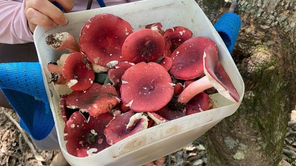 东北红蘑菇多少钱一斤_东北红蘑菇怎么做好吃-第2张图片-山城妙识 东北红蘑菇多少钱一斤_东北红蘑菇怎么做好吃-第2张图片-山城妙识