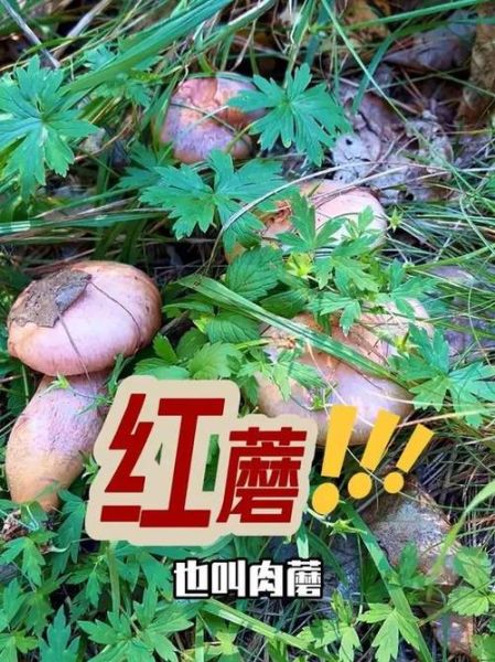 东北红蘑菇多少钱一斤_东北红蘑菇怎么做好吃-第3张图片-山城妙识 东北红蘑菇多少钱一斤_东北红蘑菇怎么做好吃-第3张图片-山城妙识