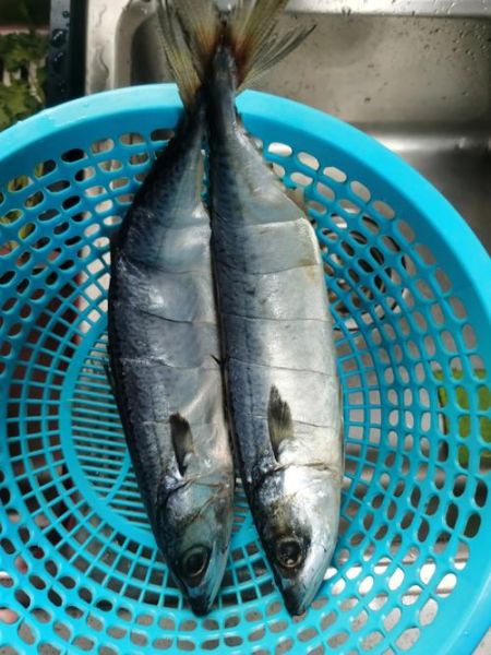 青川鱼图片_哪里能看到高清青川鱼照片-第1张图片-山城妙识 青川鱼图片_哪里能看到高清青川鱼照片-第1张图片-山城妙识