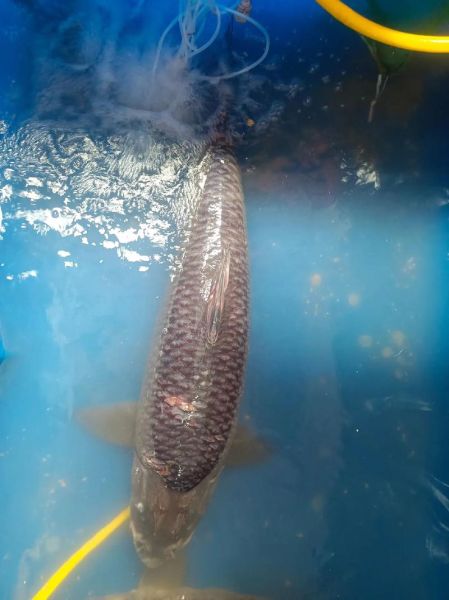 青川鱼图片_哪里能看到高清青川鱼照片-第2张图片-山城妙识 青川鱼图片_哪里能看到高清青川鱼照片-第2张图片-山城妙识