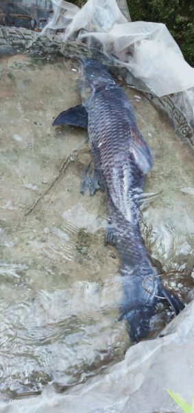 青川鱼图片_哪里能看到高清青川鱼照片-第3张图片-山城妙识 青川鱼图片_哪里能看到高清青川鱼照片-第3张图片-山城妙识