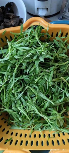 面条菜图片长什么样_面条菜的功效与作用有哪些-第2张图片-山城妙识 面条菜图片长什么样_面条菜的功效与作用有哪些-第2张图片-山城妙识