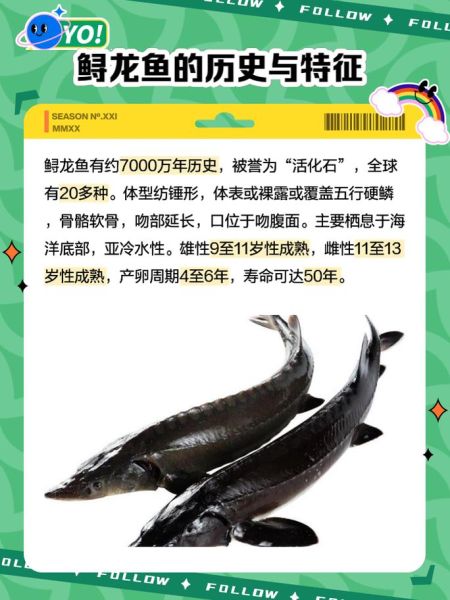 鲟鱼种类有哪些_鲟鱼品种怎么区分-第1张图片-山城妙识 鲟鱼种类有哪些_鲟鱼品种怎么区分-第1张图片-山城妙识