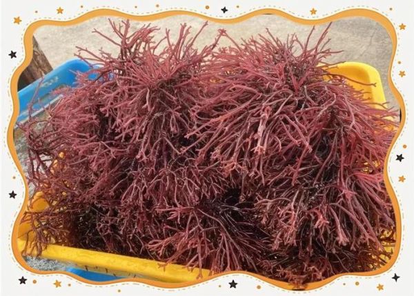 麒麟菜怎么做_麒麟菜的做法步骤-第2张图片-山城妙识 麒麟菜怎么做_麒麟菜的做法步骤-第2张图片-山城妙识