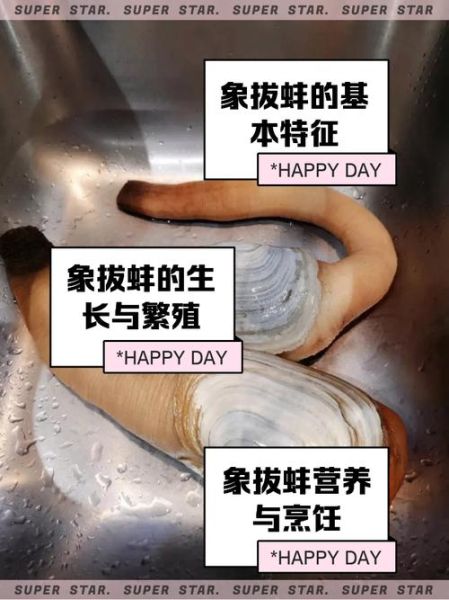 象拔蚌是什么意思_象拔蚌网络梗由来-第1张图片-山城妙识 象拔蚌是什么意思_象拔蚌网络梗由来-第1张图片-山城妙识