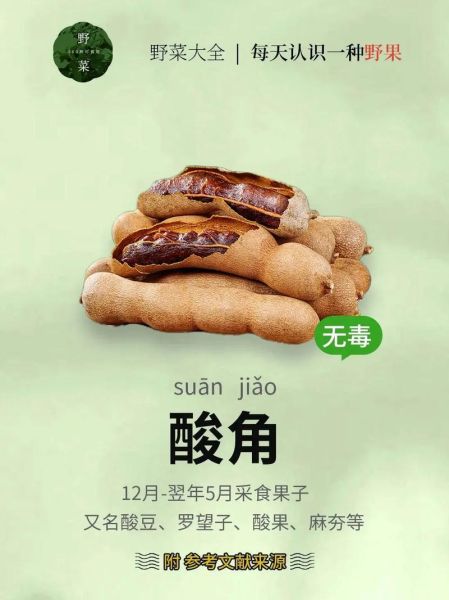 酸角的功效与禁忌_孕妇能吃酸角吗-第1张图片-山城妙识 酸角的功效与禁忌_孕妇能吃酸角吗-第1张图片-山城妙识