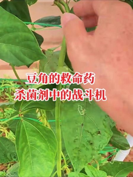 豆角中毒怎么办_豆角中毒最有效的办法-第2张图片-山城妙识 豆角中毒怎么办_豆角中毒最有效的办法-第2张图片-山城妙识