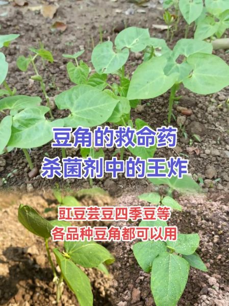 豆角中毒怎么办_豆角中毒最有效的办法-第3张图片-山城妙识 豆角中毒怎么办_豆角中毒最有效的办法-第3张图片-山城妙识