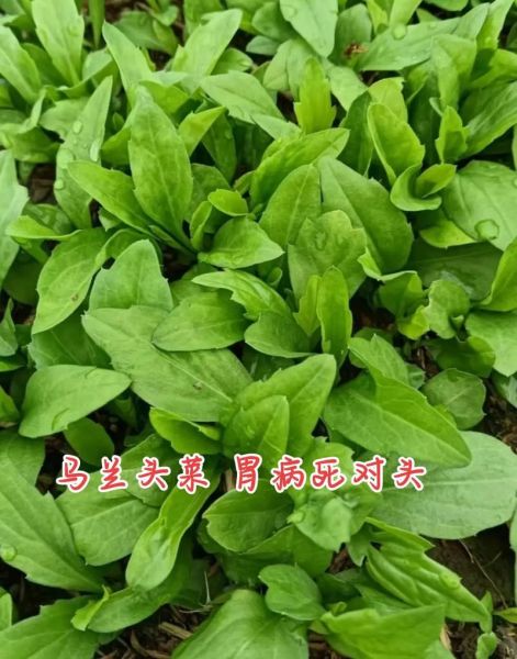 马兰头野菜的功效与作用_怎么吃最健康-第2张图片-山城妙识 马兰头野菜的功效与作用_怎么吃最健康-第2张图片-山城妙识