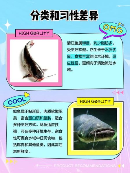 鲶鱼跟清江鱼怎么辨认_清江鱼是鲶鱼吗-第1张图片-山城妙识 鲶鱼跟清江鱼怎么辨认_清江鱼是鲶鱼吗-第1张图片-山城妙识