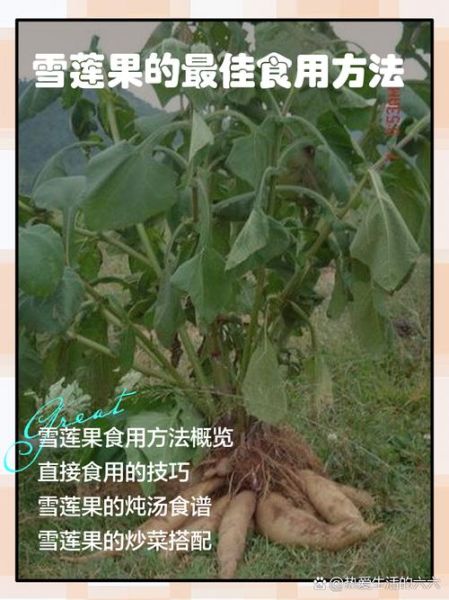 雪莲果血糖高的人能吃吗_雪莲果升糖指数是多少-第1张图片-山城妙识 雪莲果血糖高的人能吃吗_雪莲果升糖指数是多少-第1张图片-山城妙识