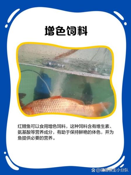 红鲤鱼怎么养_红鲤鱼饲养技巧-第3张图片-山城妙识 红鲤鱼怎么养_红鲤鱼饲养技巧-第3张图片-山城妙识