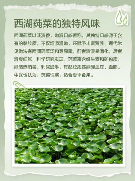 莼怎么读_莼菜发音详解-第2张图片-山城妙识 莼怎么读_莼菜发音详解-第2张图片-山城妙识