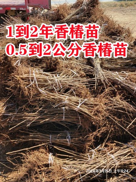 香椿苗多少钱一棵_香椿苗价格行情-第2张图片-山城妙识 香椿苗多少钱一棵_香椿苗价格行情-第2张图片-山城妙识