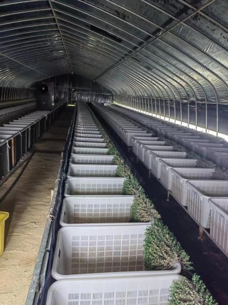 鳝鱼养殖基地选址条件_鳝鱼养殖基地如何建设-第1张图片-山城妙识