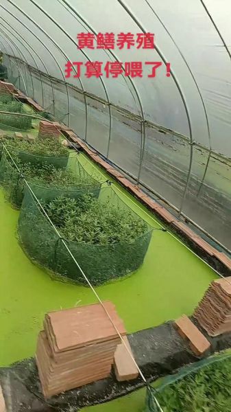 鳝鱼养殖基地选址条件_鳝鱼养殖基地如何建设-第2张图片-山城妙识