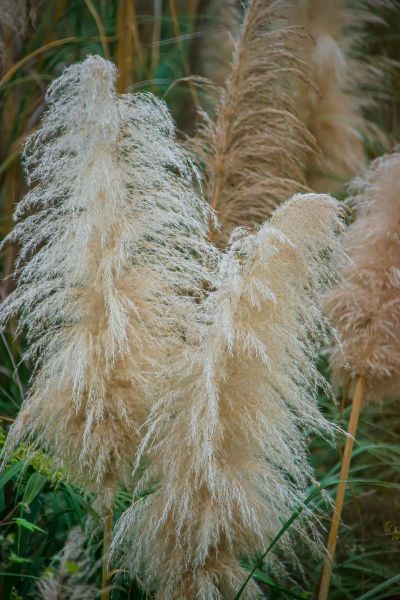 芦苇图片大全大图_如何拍摄高清芦苇-第1张图片-山城妙识 芦苇图片大全大图_如何拍摄高清芦苇-第1张图片-山城妙识