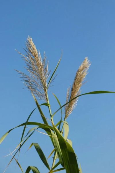 芦苇图片大全大图_如何拍摄高清芦苇-第3张图片-山城妙识 芦苇图片大全大图_如何拍摄高清芦苇-第3张图片-山城妙识