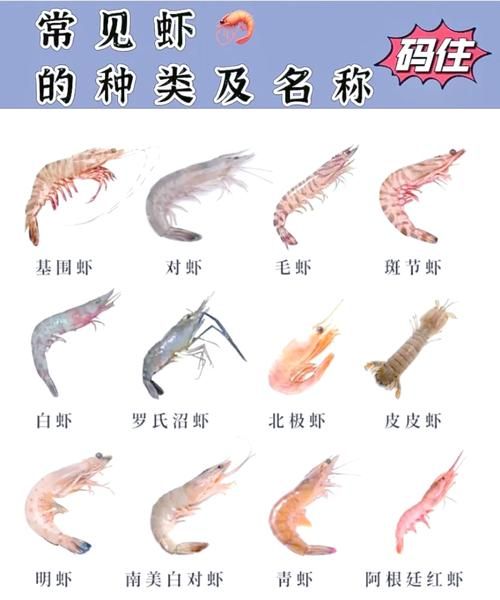 虾的种类有哪些_虾怎么挑选才新鲜-第2张图片-山城妙识 虾的种类有哪些_虾怎么挑选才新鲜-第2张图片-山城妙识