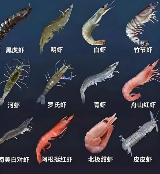 虾的种类有哪些_虾怎么挑选才新鲜-第1张图片-山城妙识 虾的种类有哪些_虾怎么挑选才新鲜-第1张图片-山城妙识